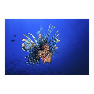 "Lionfish" Digital Paper Print by Barathieu Gabriel, 20"x14", 26"x18 ...