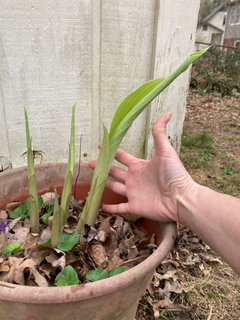 Hosta C 2023 .............................