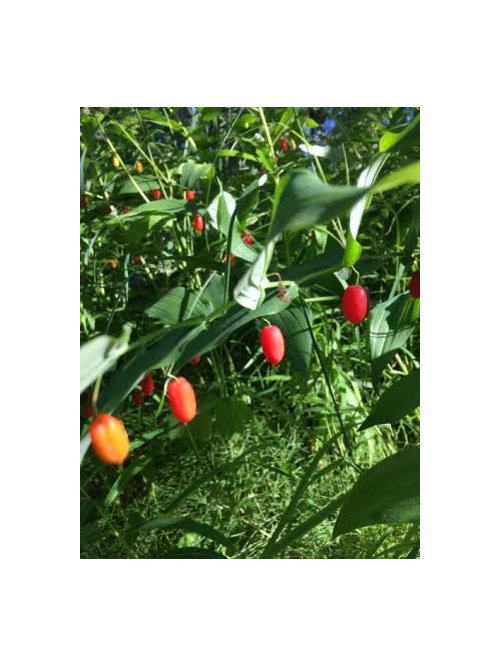 Red berry shrub from Alaska