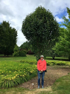Would you trim the lower branches off of this Jack Flowering Pear tree