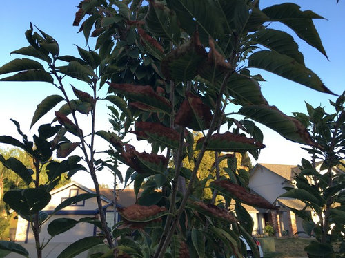 Cherry Blossom Tree getting very brown edges on most leaves | Houzz Forum