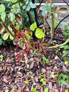 What do you do to get your roses to produce thicker basal growth?