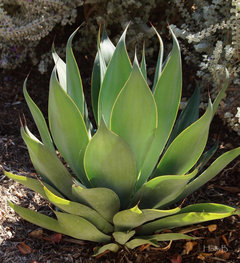 Please Help Identify Agave?