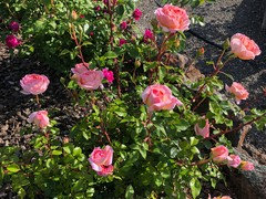 Propping up rose canes?