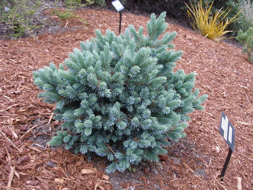 Conifers with the best blue or silver color