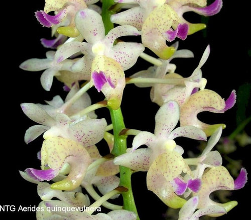 Aerides quinquevulnera var flava (I wish!)