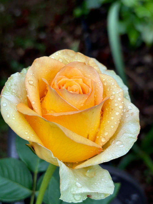 St. Patrick rose the only non-fading yellow rose? | Houzz Forum