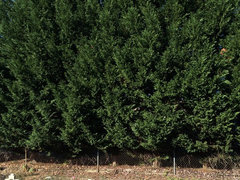 Shrub for under Leland cypress | Houzz Forum