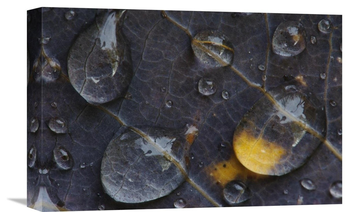 "Water Drops On A Leaf, Goldenstedt, Lower Saxony, Germany" Artwork, 18 ...
