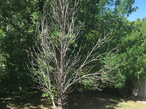Weak trees in my backyard