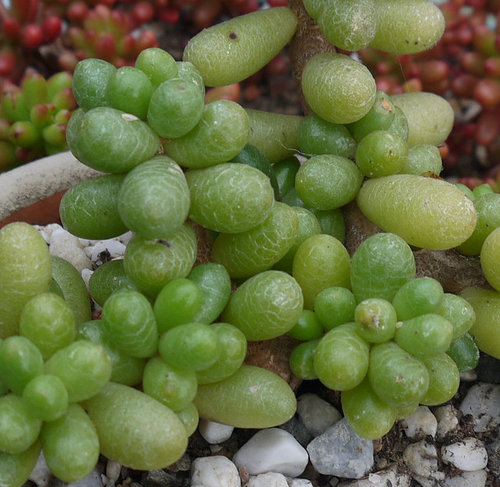 Sedum hernandezii