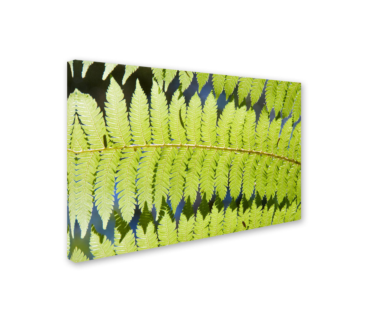 "Sharp Leaf" by Robert Harding Picture Library, Canvas Art, 12"x19 ...