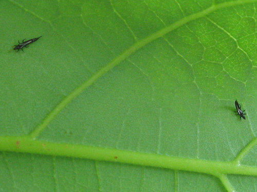 What are thse black bugs on the back of my avocado leaves?