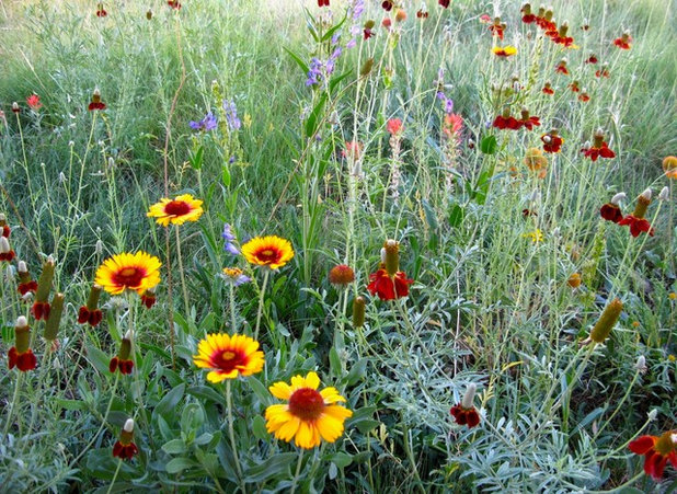 Create a Wildlife-Friendly Meadow in Your Small Garden