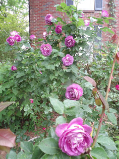 Lavender Crush Climber | Houzz Forum