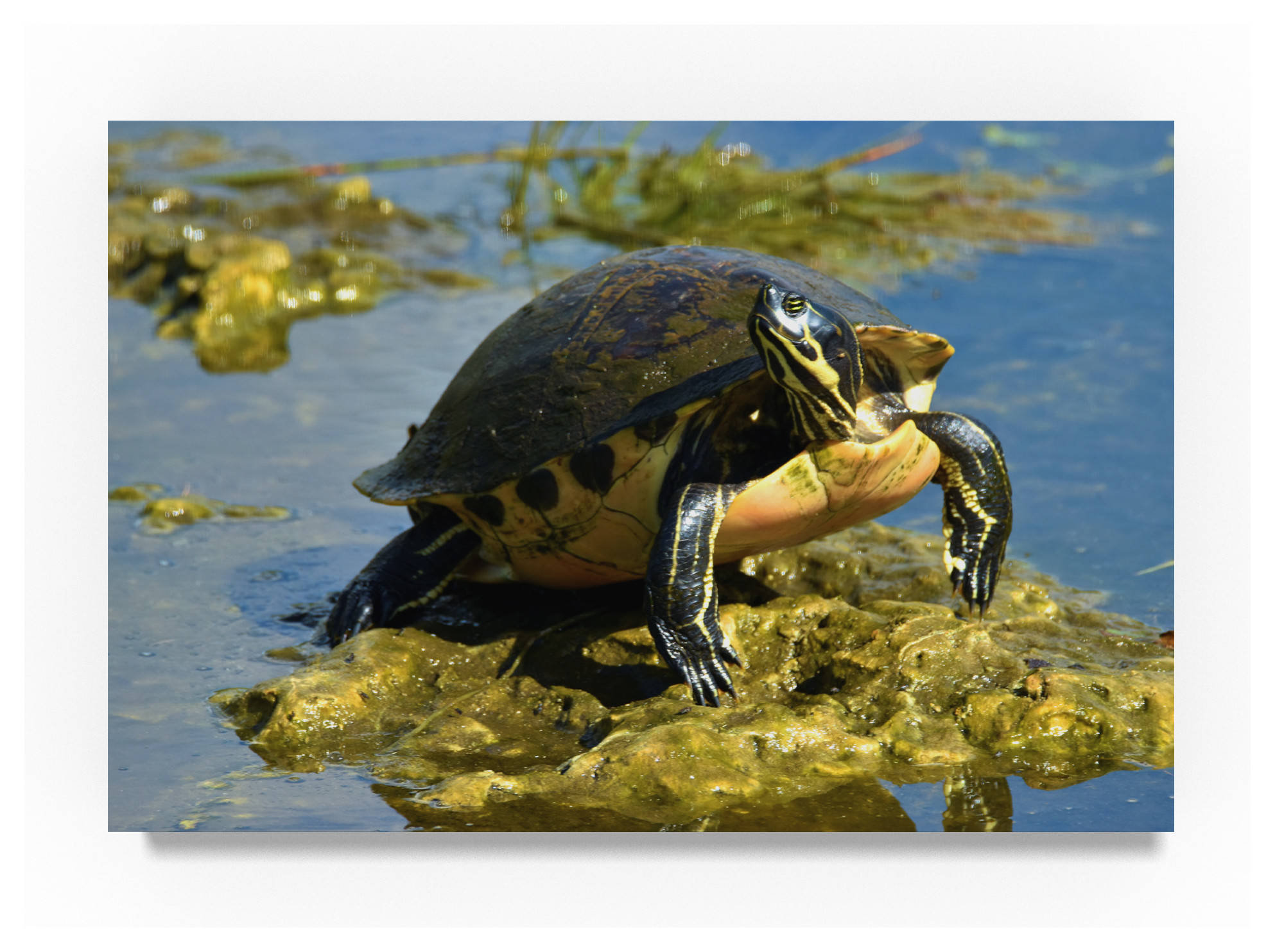 "Turtle" by Robert Michaud, Canvas Art, 22"x32" - Beach Style - Prints ...