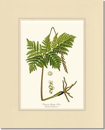 Vintage Botanical Fern Art : Virginia Grape Fern, 5x7 Print - Prints ...