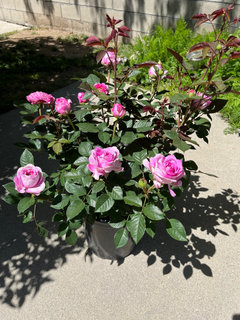 New Kordes rose here! "Raspberry Cupcake" aka KORcarmsis