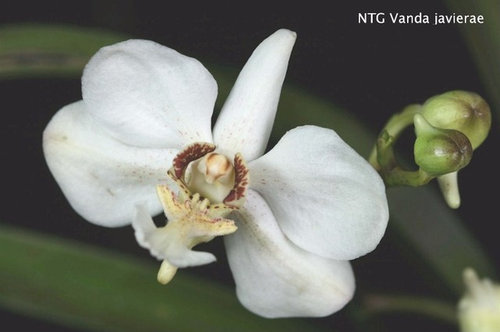 Vanda javierae