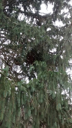 Season 2 - Grafting Conifer Results | Houzz Forum