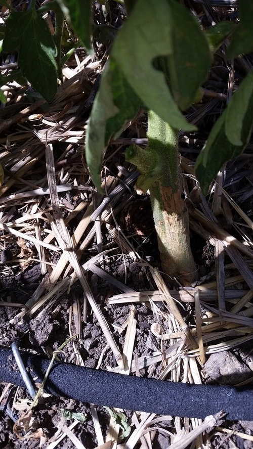 Sudden, systemic wilt - what ended my season?