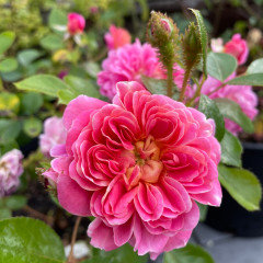 Best Roses with Button Eyes? | Houzz Forum