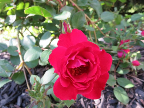 Champlain Rose