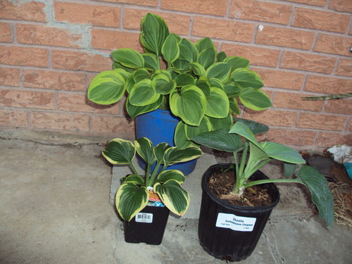 My Zone 9 Hosta Experiment | Houzz Forum
