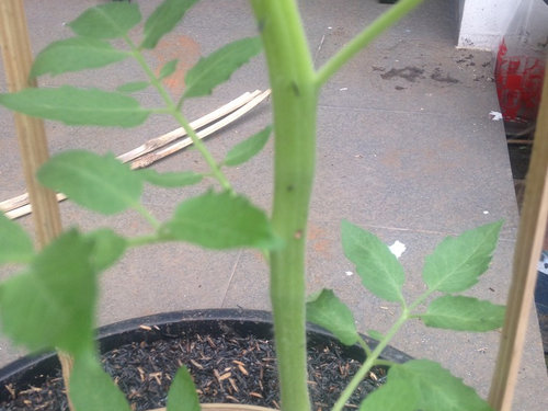 Tomato Stem Splitting into 5 Branches