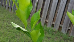 Big thorns and leaves on Meyer Lemon