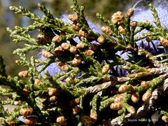 How to tell if a juniper is dioecious? | Houzz Forum