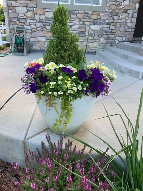 Flowers in containers 2019.