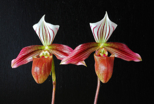 Paphiopedilum purpuratum
