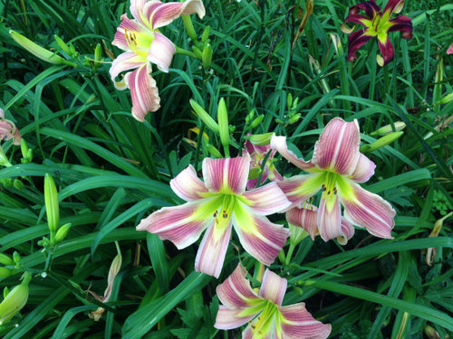Enjoyed seeing Nancy's seedlings . Thought I would share some of mine