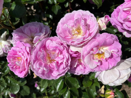 Arctic Blue rose storm!