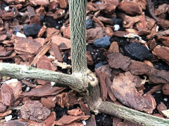 How can you tell the difference between sucker branches