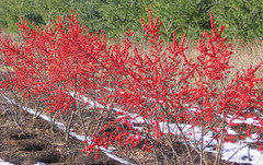 Small airy tree for backyard birdwatching