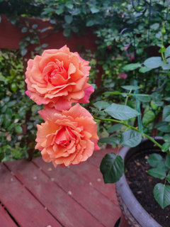 What To Do When Roses Gradually Decline?