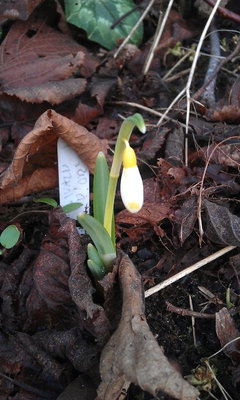 Paramongaia weberbaueri - Yellow Splendor!!