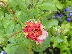 causes of "bull-heading"??? buds that don't open properly??? | Houzz Forum