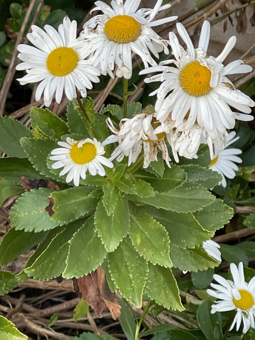 Mystery Shasta Daisy plant leaves that has strong perfume Aroma?