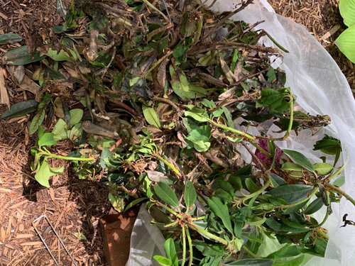 Help with dying azalea