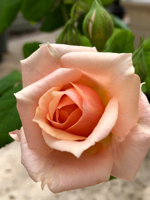 A couple of peach roses