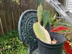 help!! my cactus is falling over