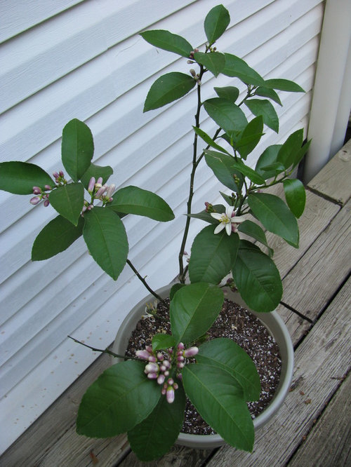 Meyer Lemon Pinch back?