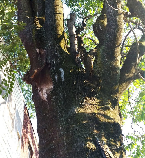 My tree is sick and dying