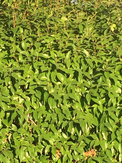 20 Ways to Create a Chartreuse Splash in the Landscape