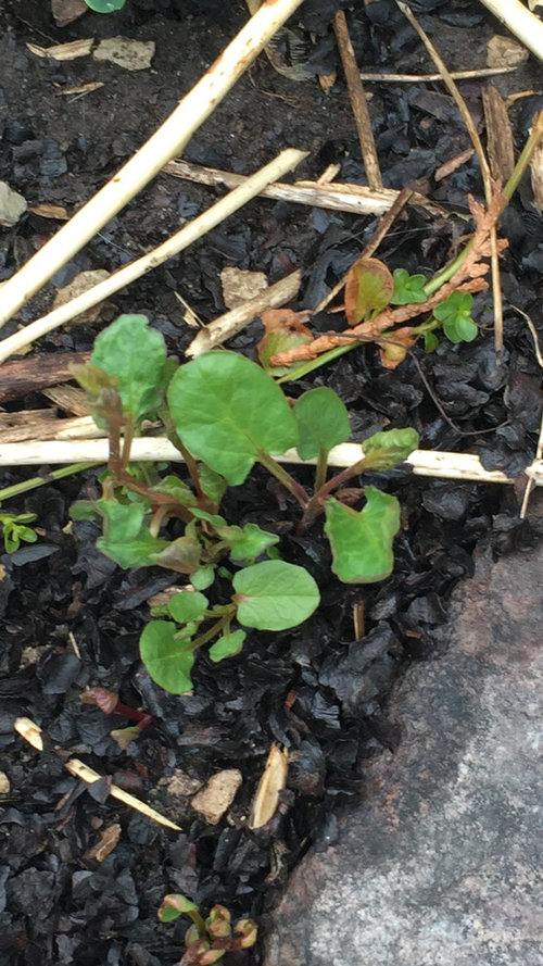 Need help to identify this pesky vine