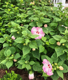 New Hibiscus growth | Houzz Forum
