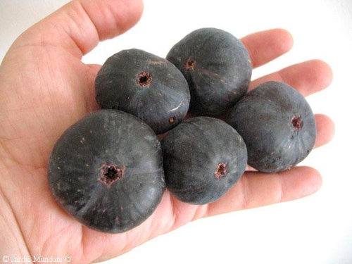 Mundani Botanical Garden